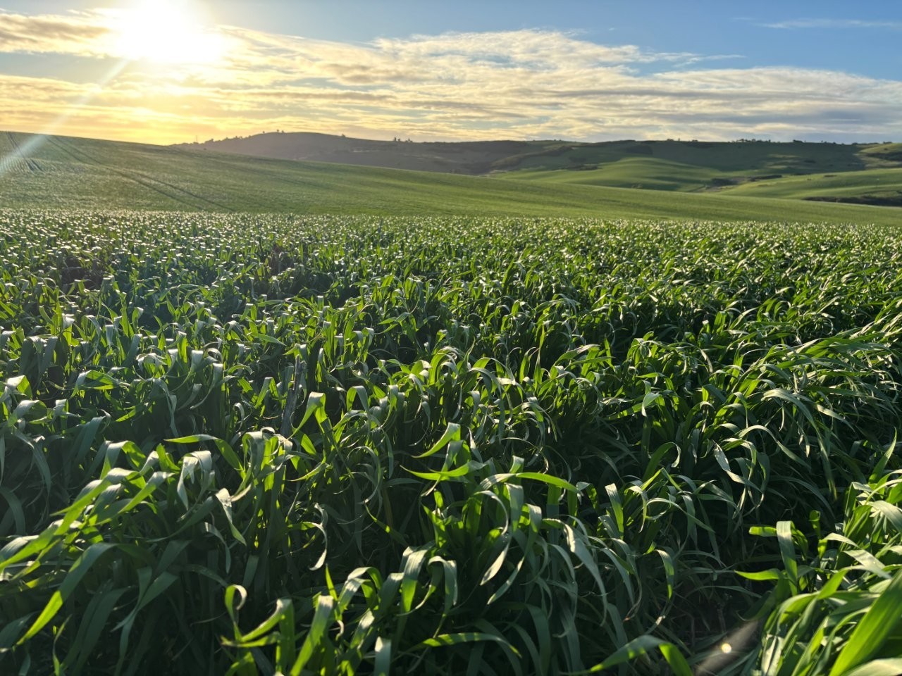 Farms For Sale in SA - View Current Farm Listings For Sale
