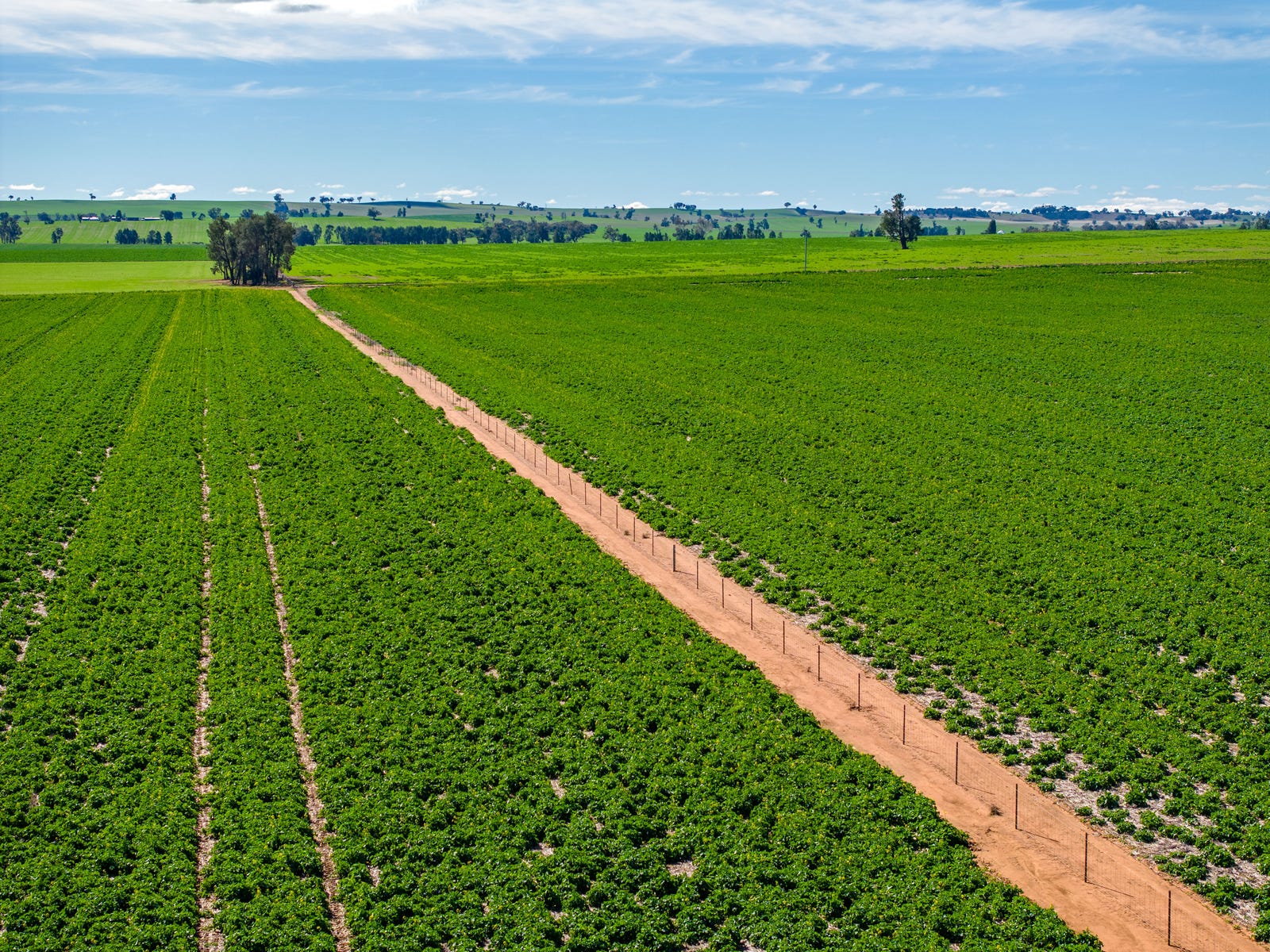 Farm For Sale in Coolamon, NSW 2701