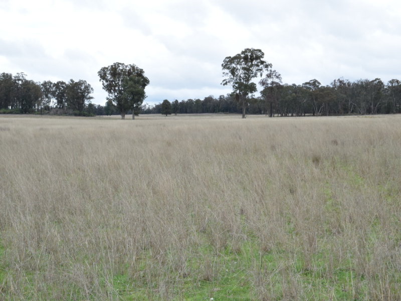 Farm For Sale in Ballimore, NSW 2830 | 'pineleigh' 130r Goan Creek Road