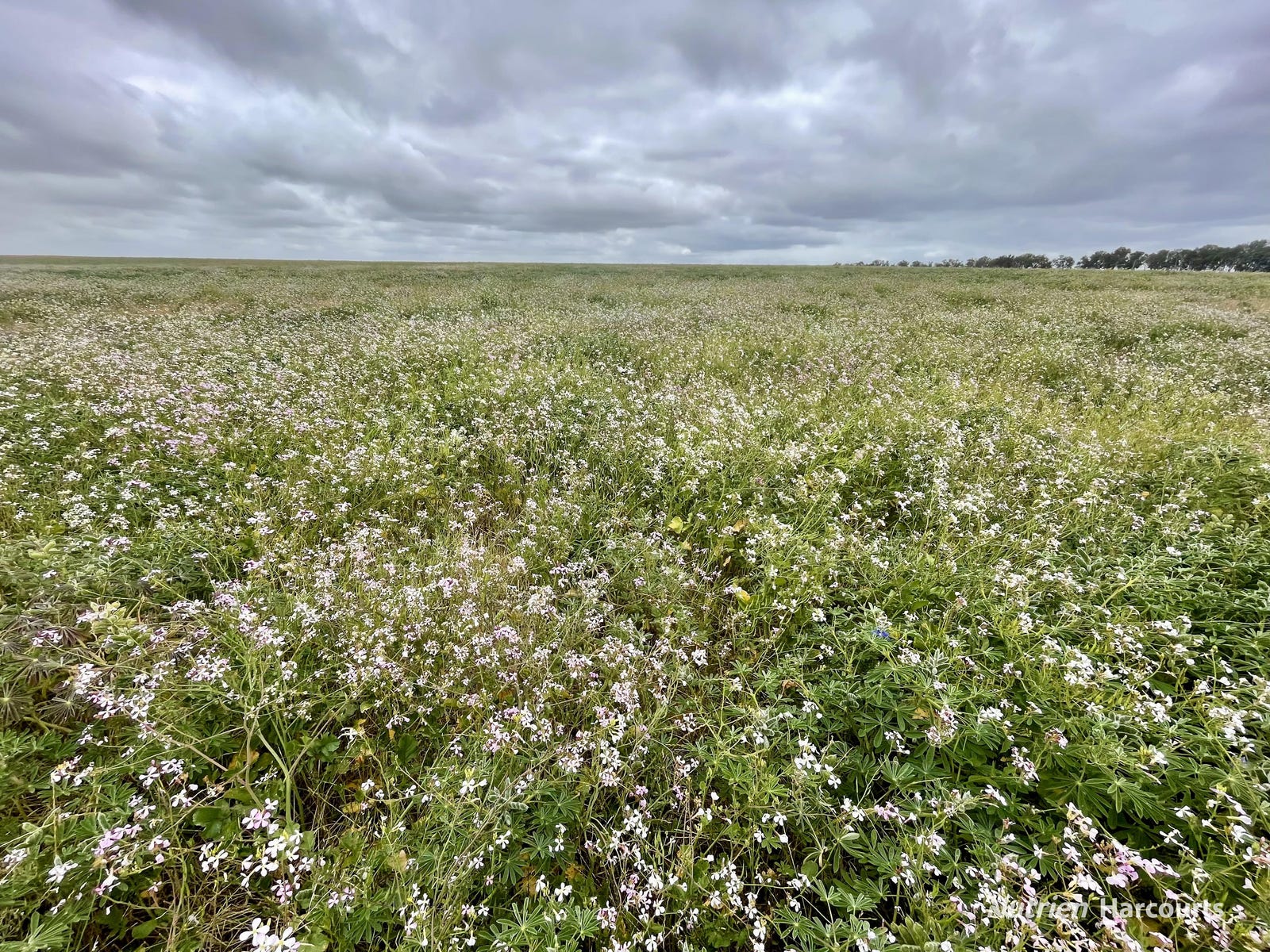 Farm For Sale in West Binnu, WA 6532 | 101 West Binnu Road