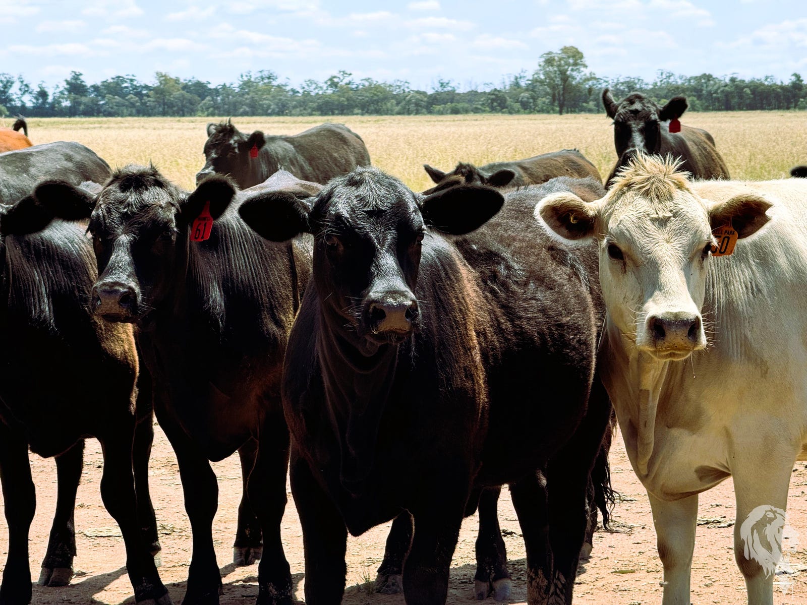 Farm For Sale in Wee Waa, NSW 2388 | 1857 Stumpy Lane