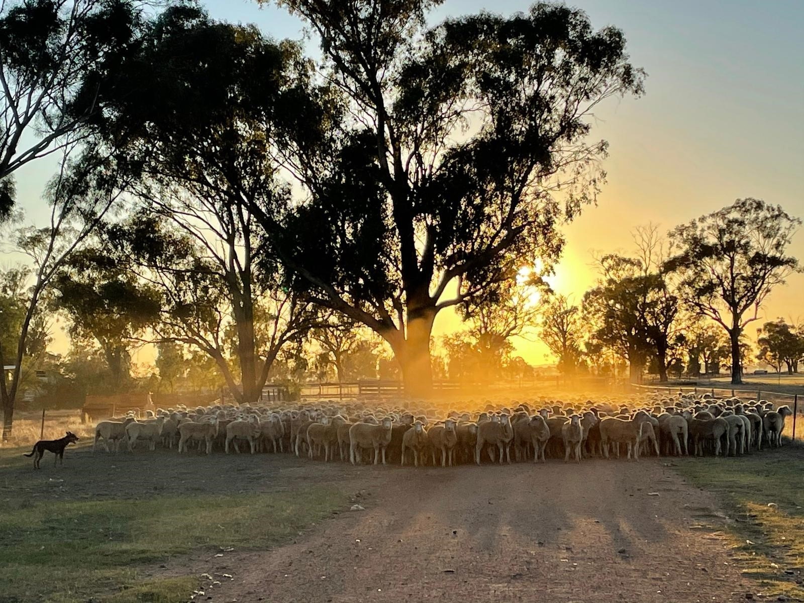 Farm For Sale in Rand, NSW 2642 | 1714 Bynedale Road