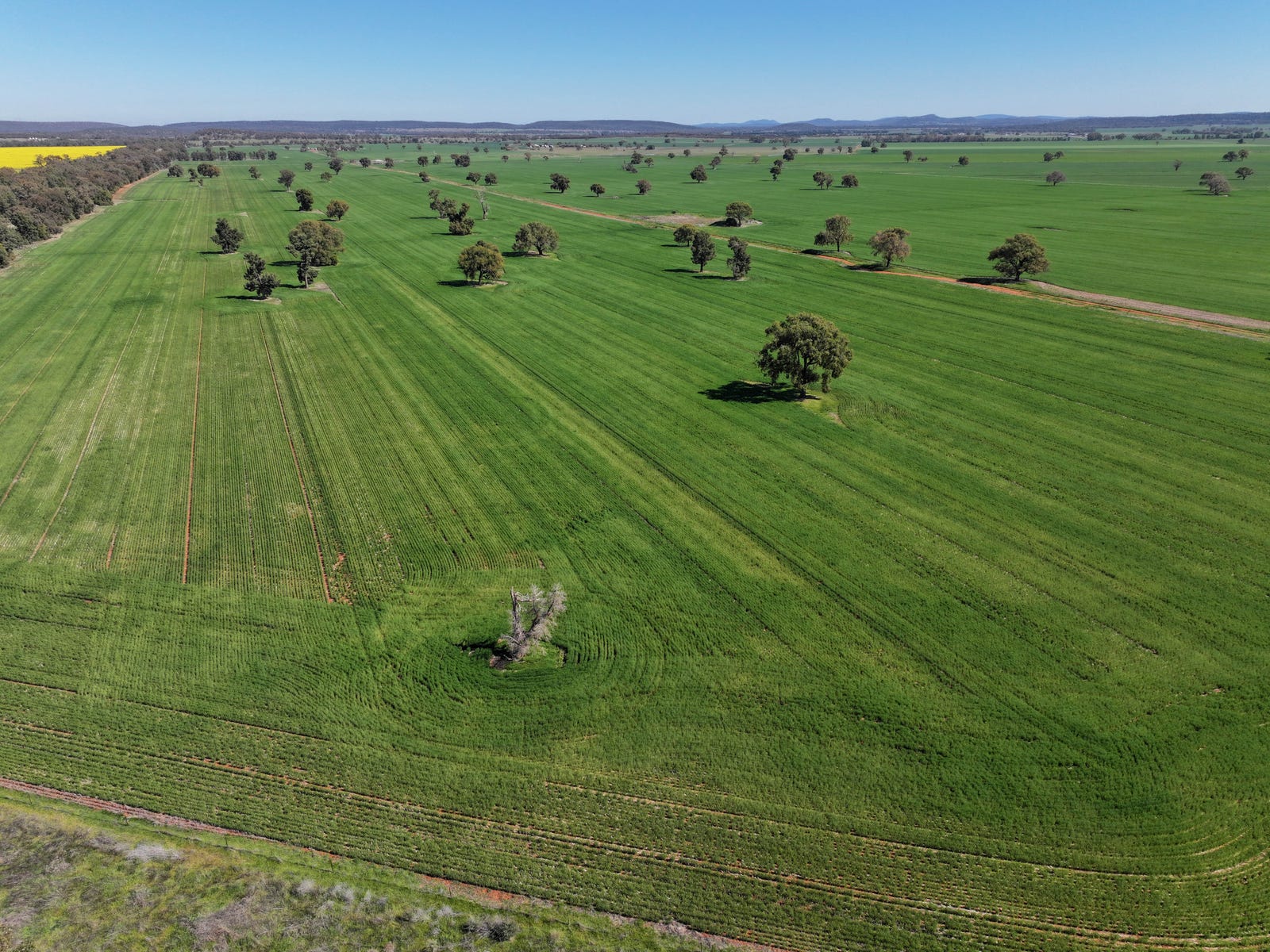 Farm For Sale in Gunningbland, NSW 2876