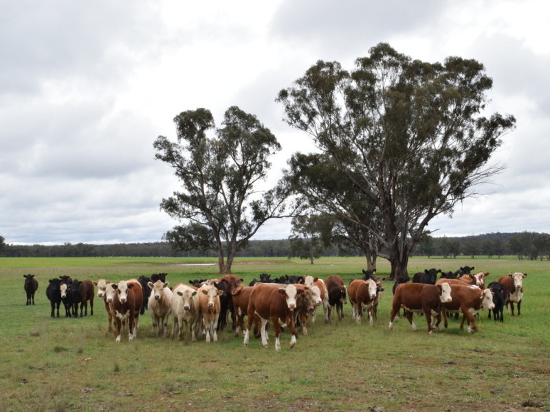 Farm For Sale in Ballimore, NSW 2830 | 'pineleigh' 130r Goan Creek Road