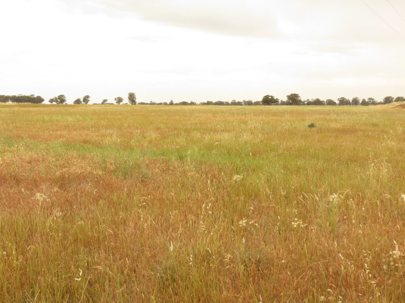 Farm For Sale in Temora, NSW 2666 | "hillview" Goldfields Way