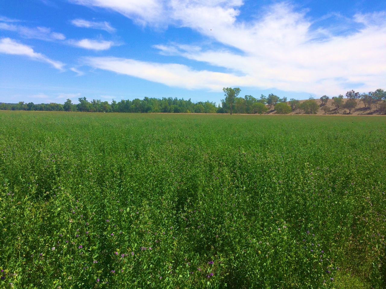 Farm For Sale in Billimari, NSW 2804 | 'bayview' Windowrie Road