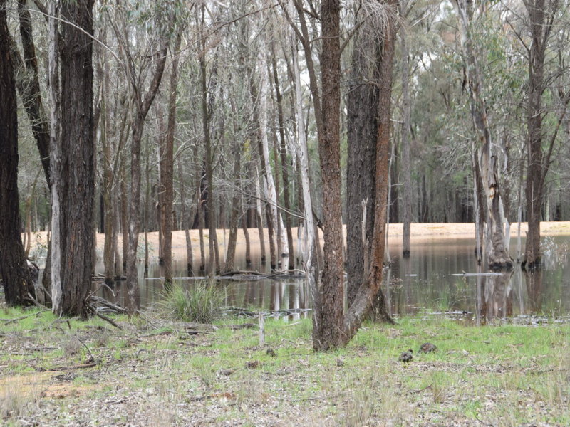 Farm For Sale in Ballimore, NSW 2830 | 'pineleigh' 130r Goan Creek Road