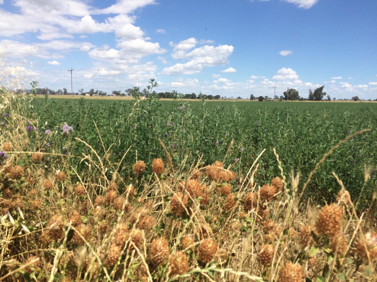 Farm For Sale in Billimari, NSW 2804 | 'bayview' Windowrie Road