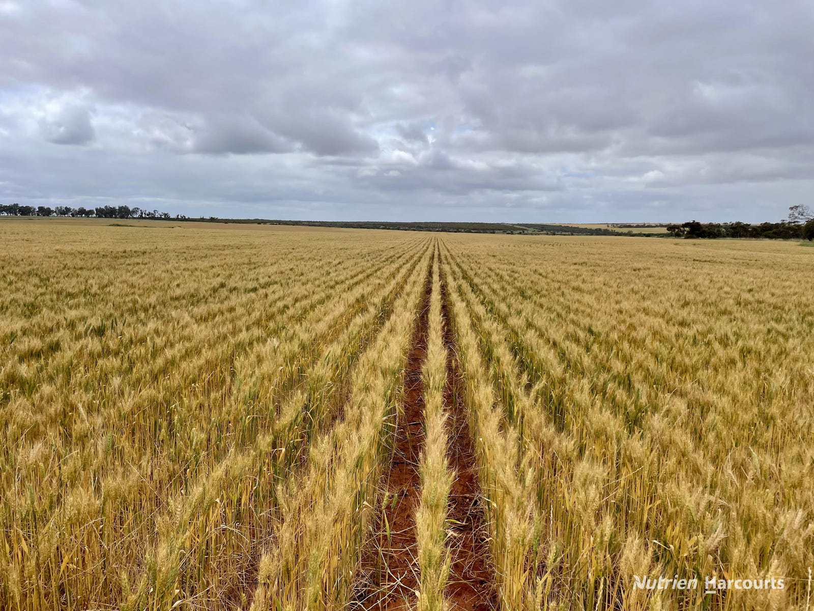 Farm For Sale in West Binnu, WA 6532 | 101 West Binnu Road