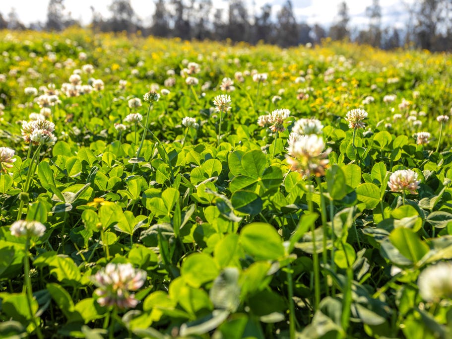 Farm For Sale in Ghinni Ghinni, NSW 2430 | 17539 Pacific Highway