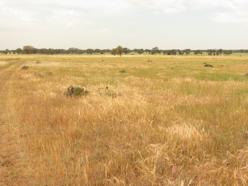 Farm For Sale in Temora, NSW 2666 | "hillview" Goldfields Way