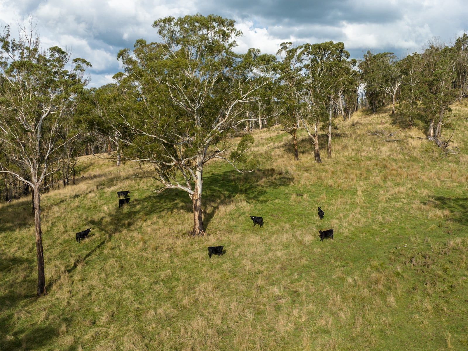 Farm For Sale in Ebor, NSW 2453 | 488 Guyra Road