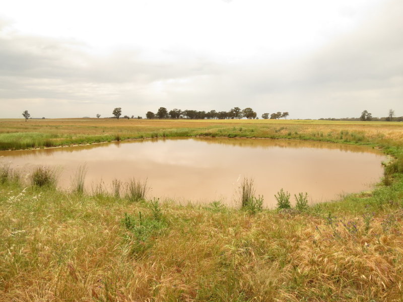 Farm For Sale in Temora, NSW 2666 | "hillview" Goldfields Way