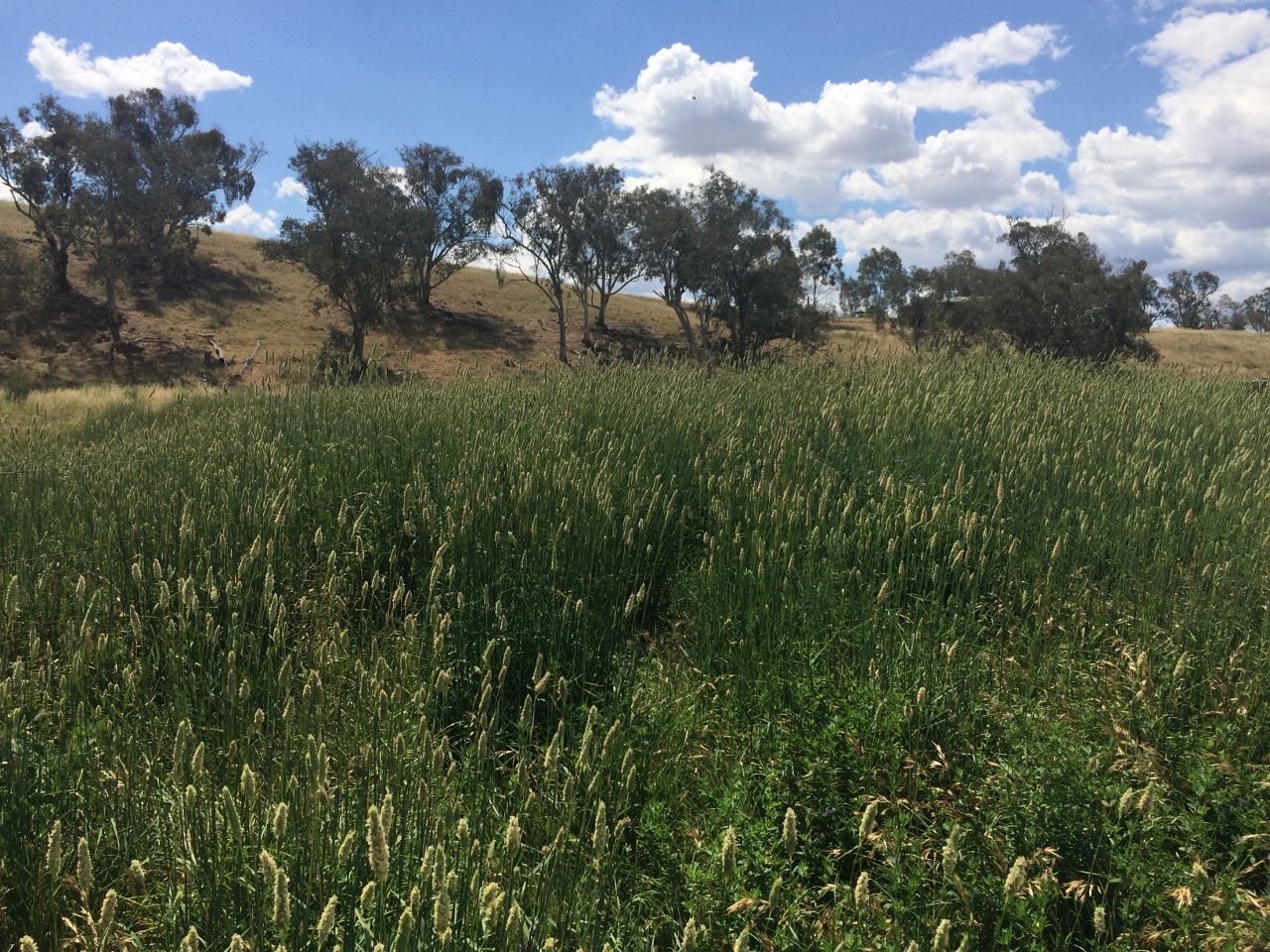 Farm For Sale in Billimari, NSW 2804 | 'bayview' Windowrie Road