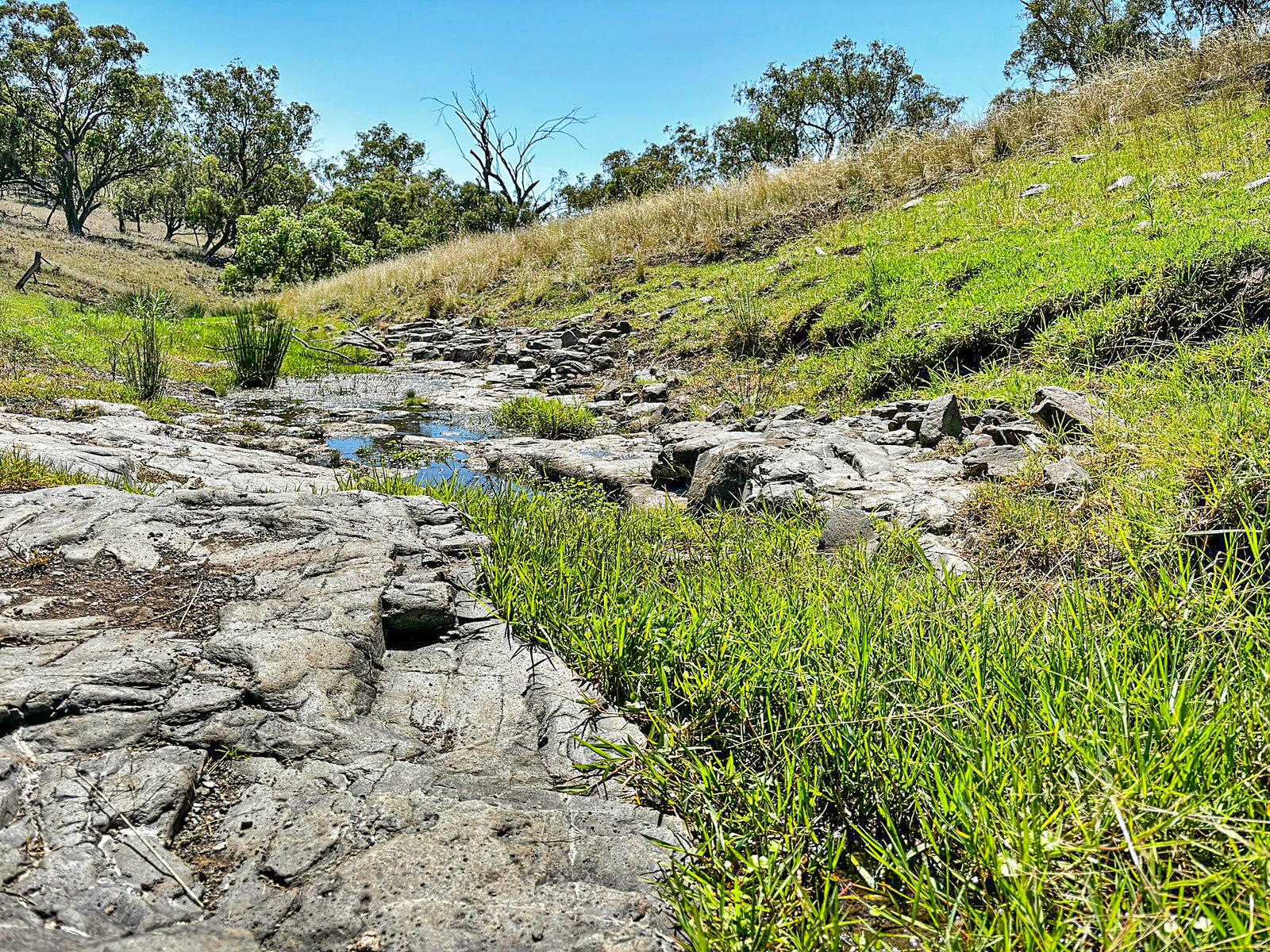 Farm For Sale in Willow Tree, NSW 2339 | 171 Tourles Road