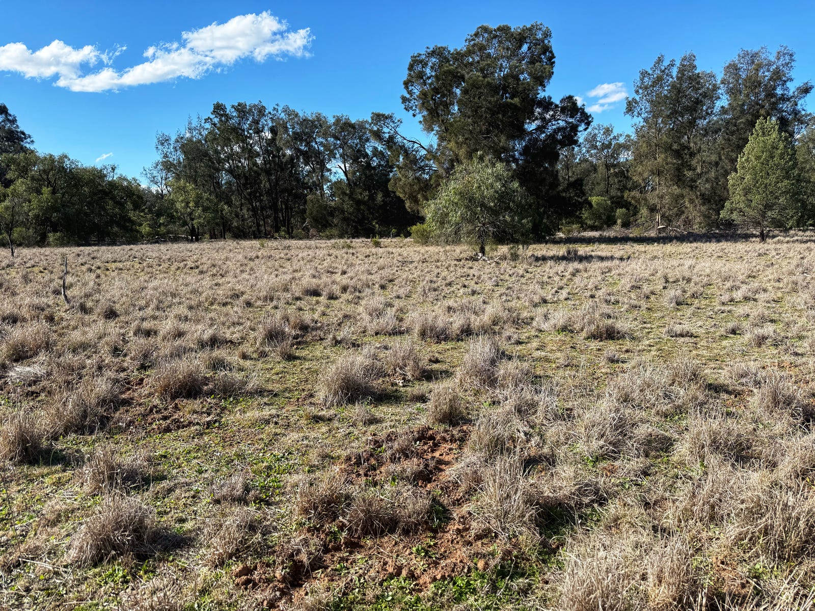 Farm For Sale in Tottenham, NSW 2873