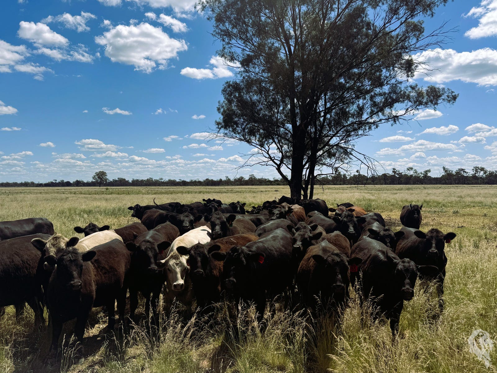Farm For Sale in Wee Waa, NSW 2388 | 1857 Stumpy Lane