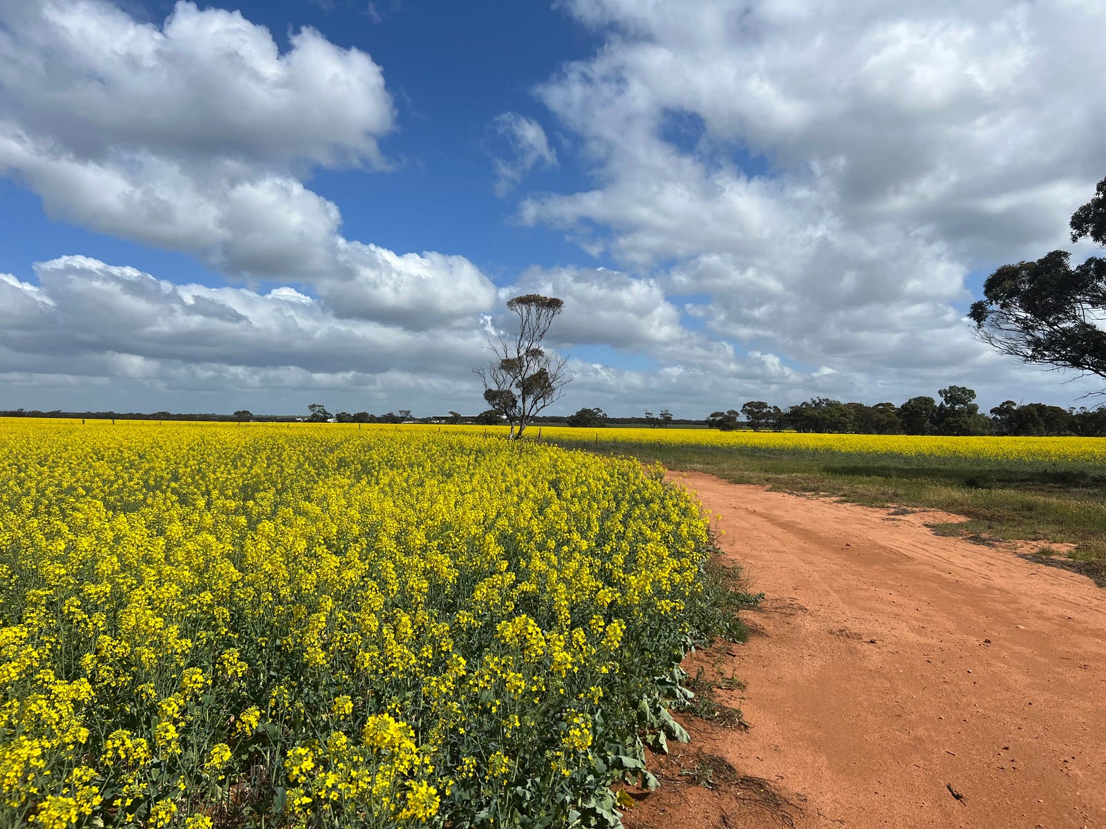 Farm For Sale in Kimba, SA 5641 | 799 Eyre Highway Kimba