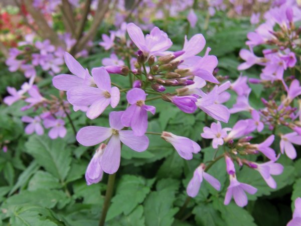 Cardamine quinquefolia