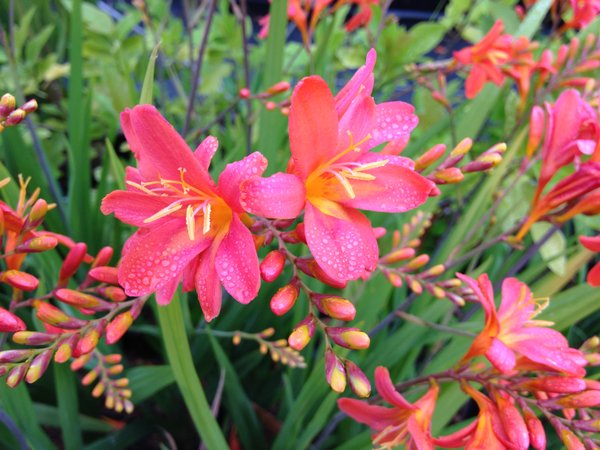 Crocosmia 'Severn Sunrise'