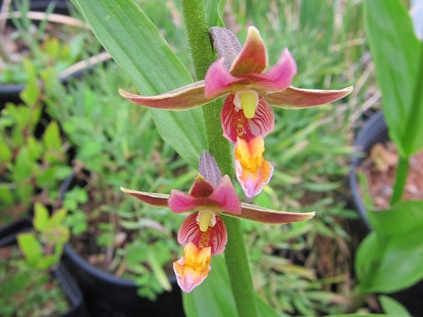 Finally managed to get myself a native California orchid Epipactis ...
