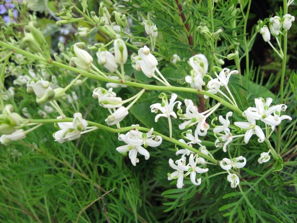 Lomatia tinctoria - Alchetron, The Free Social Encyclopedia