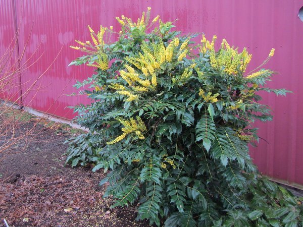 Mahonia