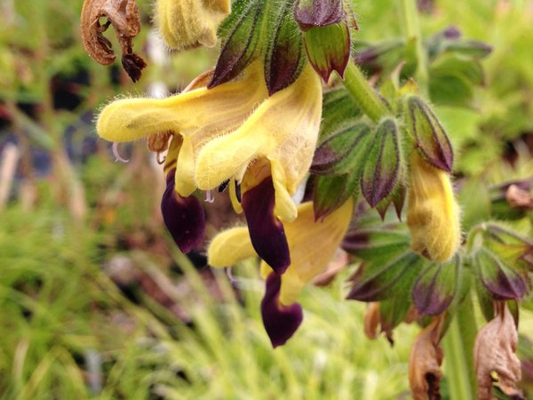 Salvia bulleyana - Alchetron, The Free Social Encyclopedia