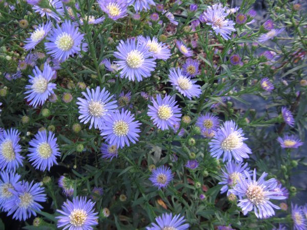 Plantfiles Pictures Porter39s Aster Symphyotrichum