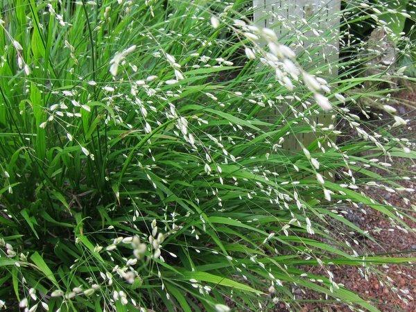 Melica uniflora f. albida