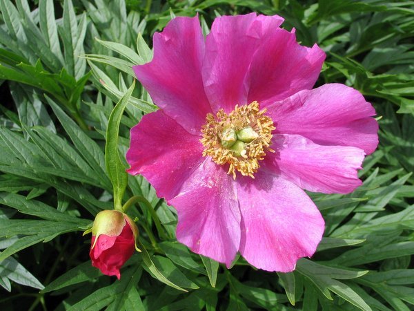 Paeonia veitchii - Alchetron, The Free Social Encyclopedia