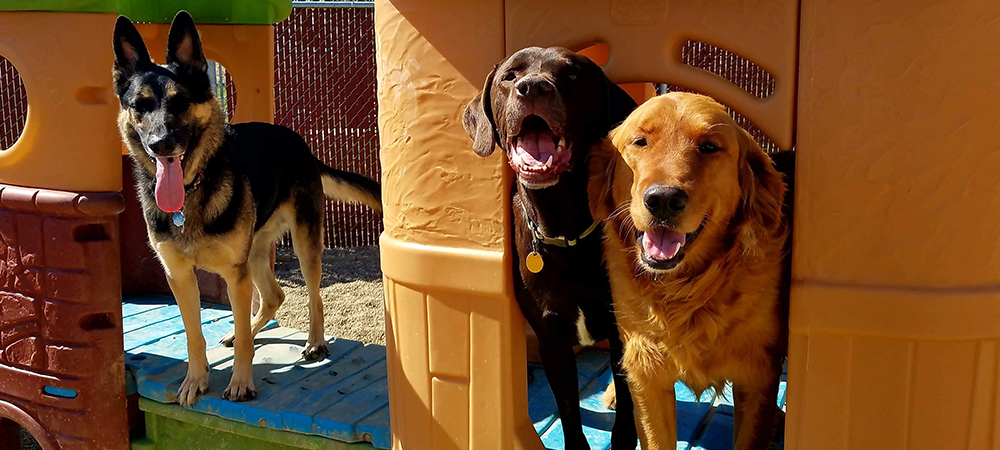 Dog Kennel In Sioux Falls SD 57106 - Smoken Dakota Kennels