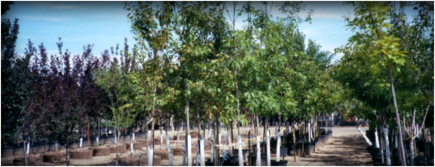 Tree Farm In Colorado Springs - Continental Tree Farms
