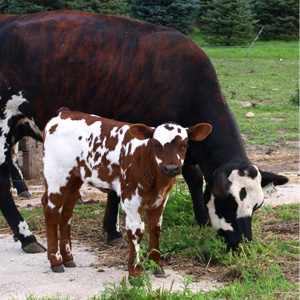Normande Cattle - North American Normande Association In Rewey Wisconsin