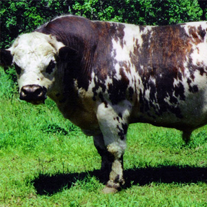 Normande Cattle - North American Normande Association In Rewey Wisconsin