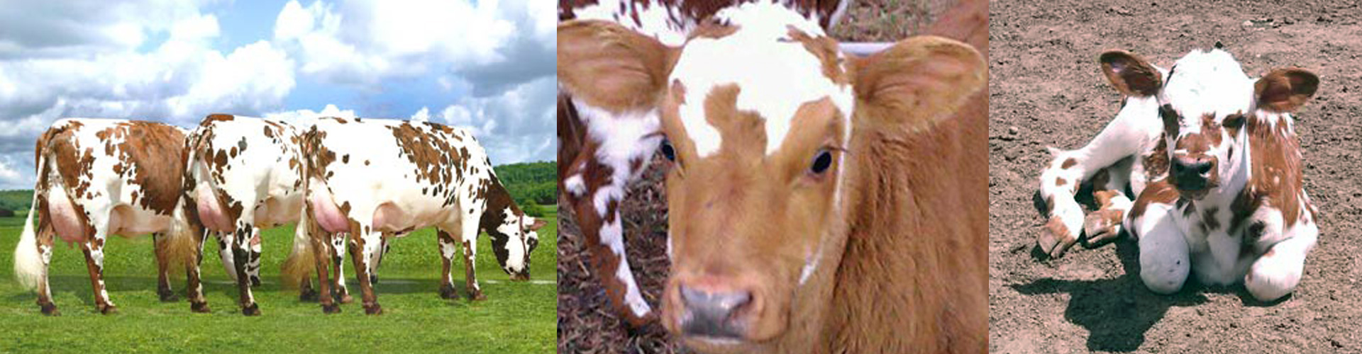 Normande Cattle - North American Normande Association In Rewey Wisconsin