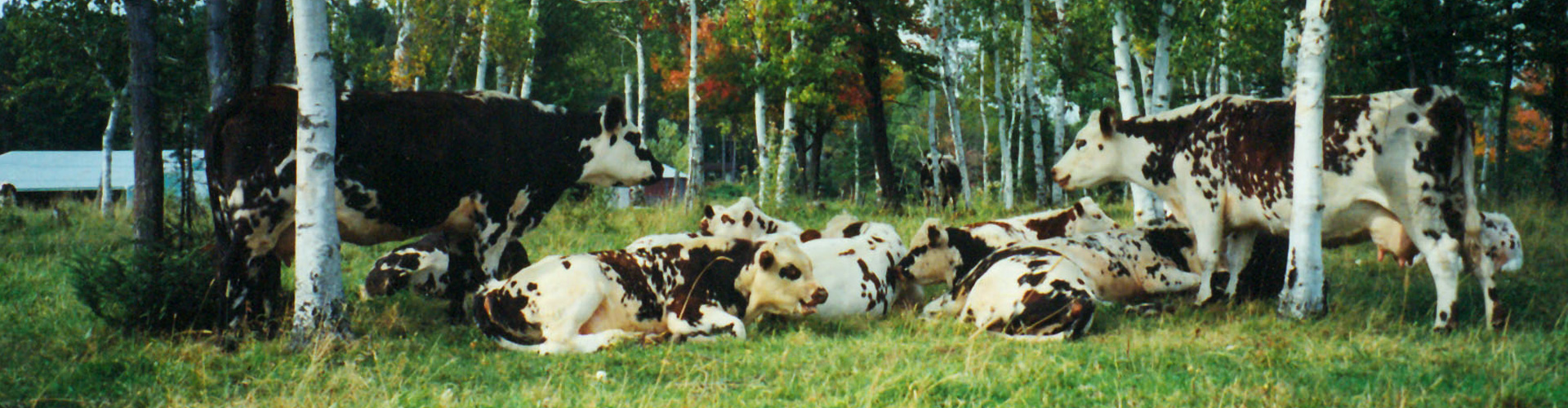 Normande Cattle - North American Normande Association In Rewey Wisconsin