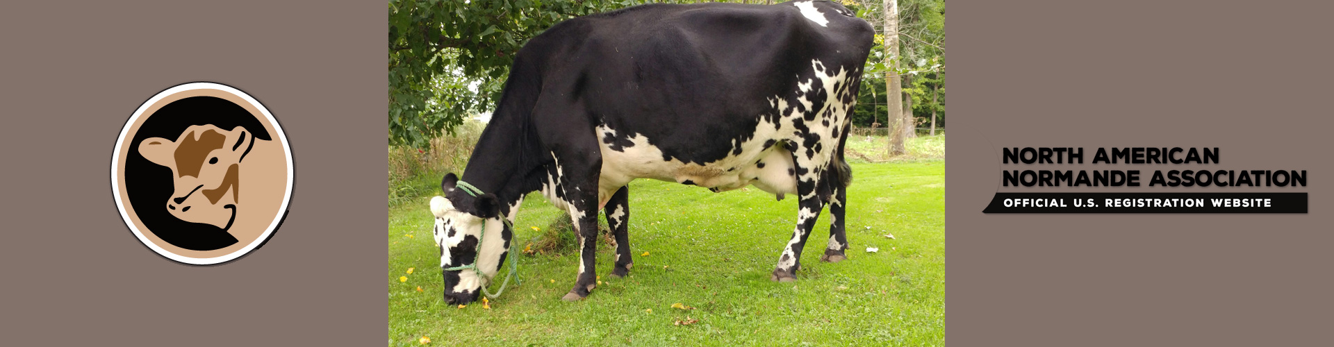 Normande Cattle - North American Normande Association In Rewey Wisconsin