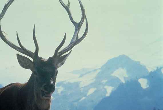 Deer Hunter - Festival do Rio