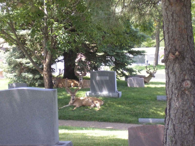 Explore Available Properties at Fairmount Cemetery