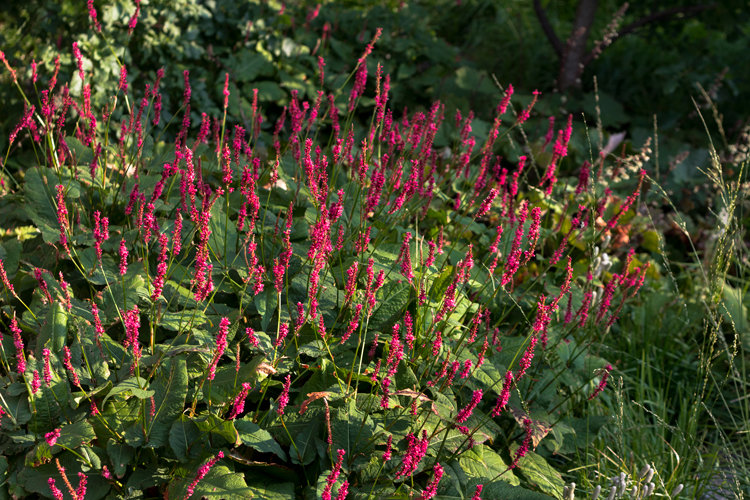 Featured Plant: Firetail Mountain Fleece | The High Line