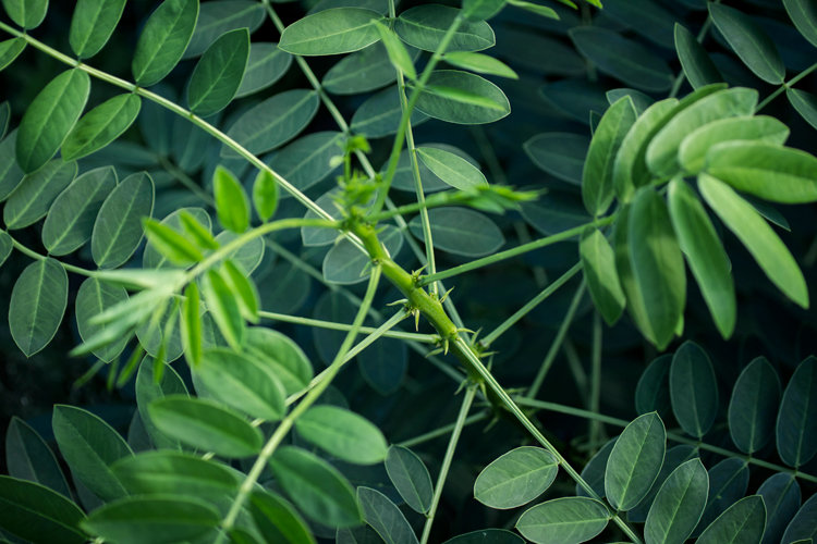 Plant of the Week: Wild Senna | The High Line