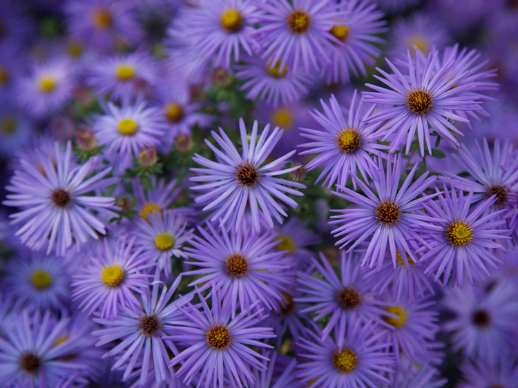 Featured Plant: Raydon's Favorite aromatic aster | The High Line