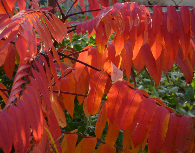 Featured Plant: Smooth sumac | The High Line