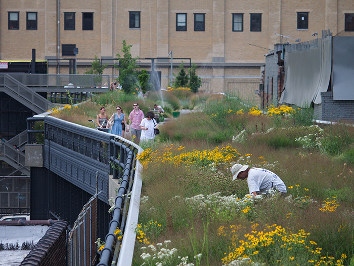The Splendor of the Summer Garden | The High Line