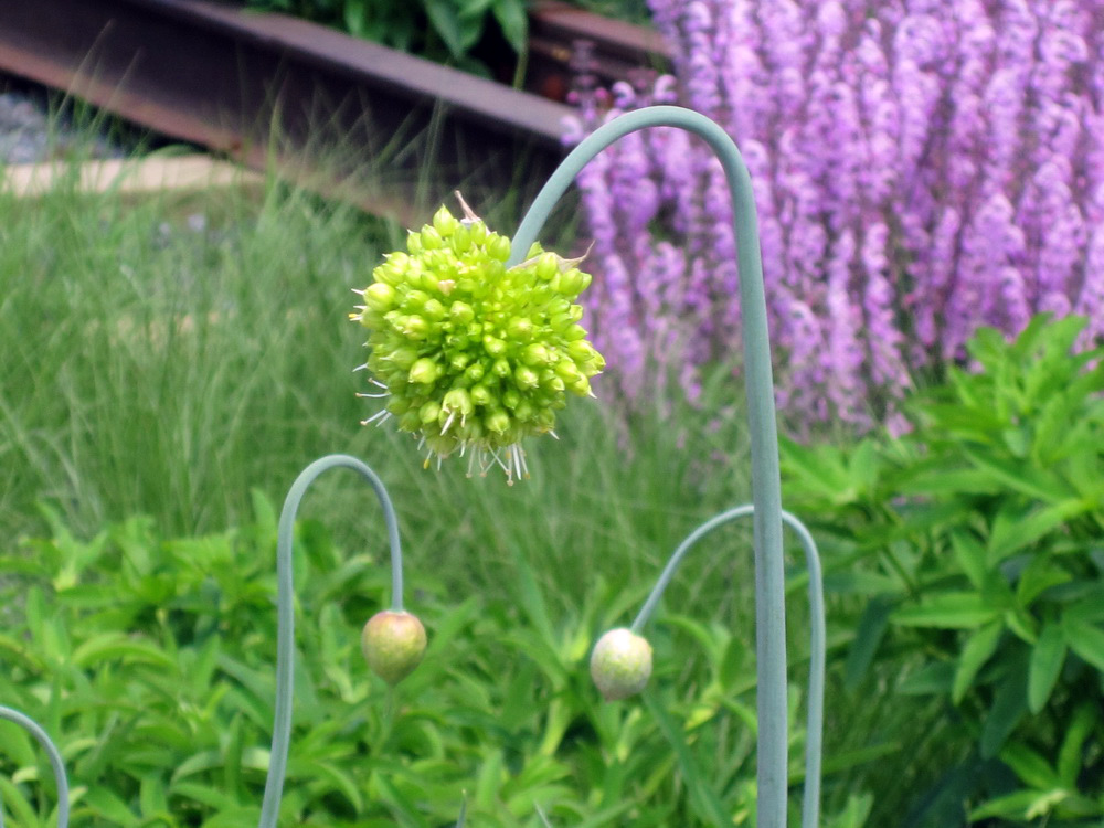 Featured plant: Twisted-leaf garlic | The High Line