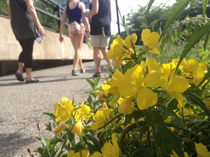 Plant of the Week: Prairie Sundrop | The High Line