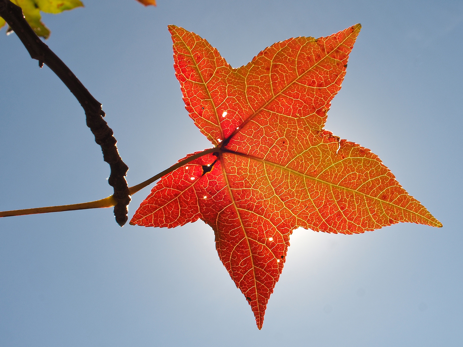 Featured Plant: the American Sweetgum | The High Line