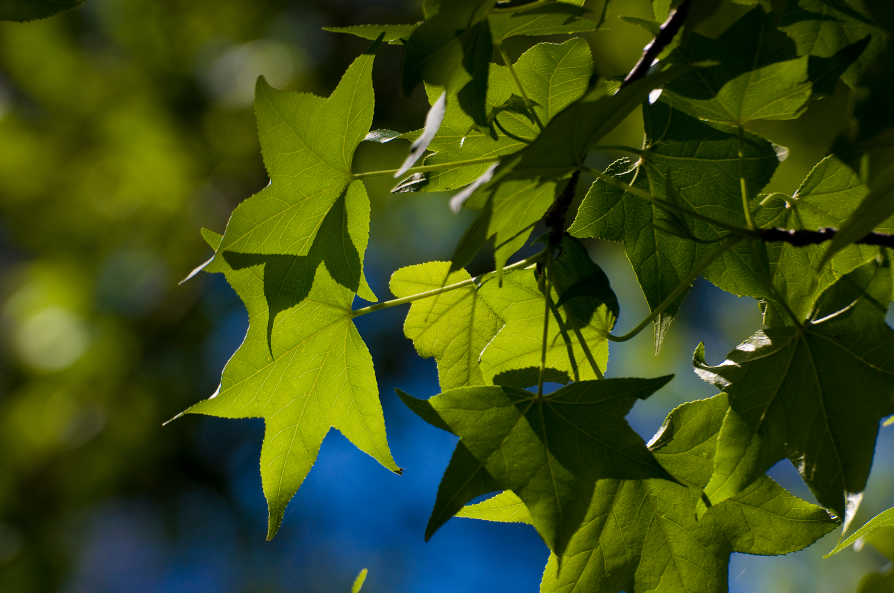 Featured Plant: the American Sweetgum | The High Line