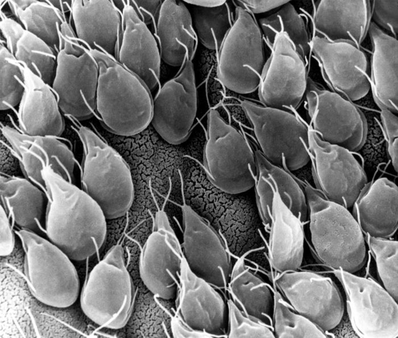 Lesson Monsters Inside Me Parasitic Protists Part 12